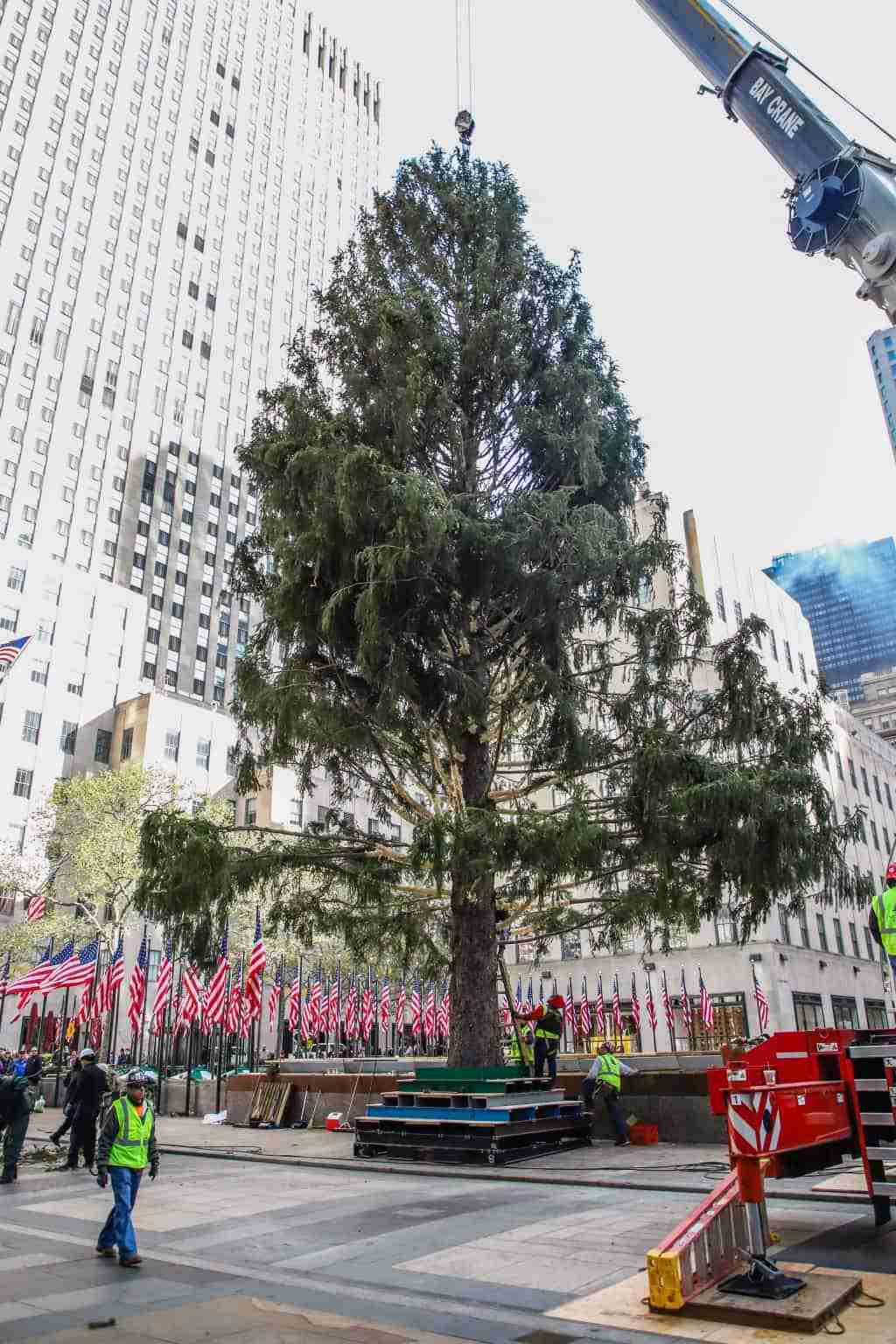 【El Arbol De Navidad Del Rockefeller Center: Cuándo Está Encendido Y ...